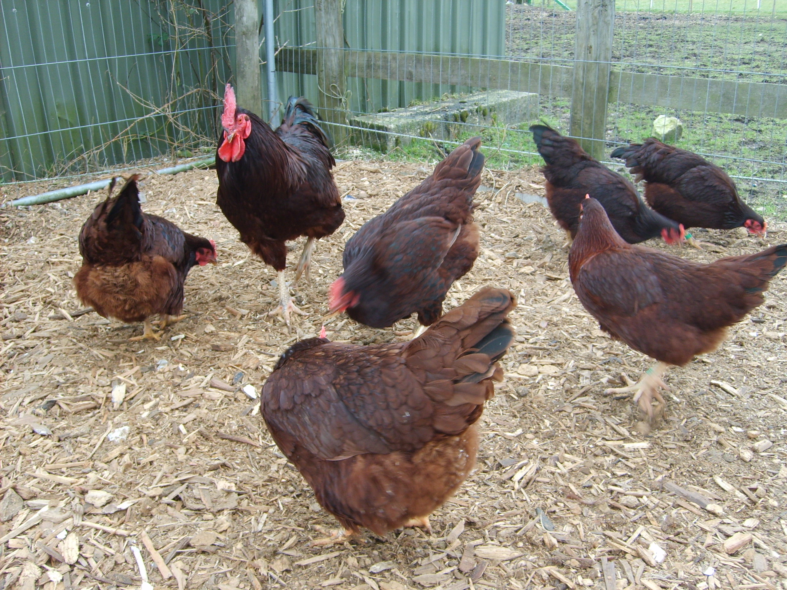 Rhode Island rouge For Sale | Poules | Informations sur les races | Omlet
