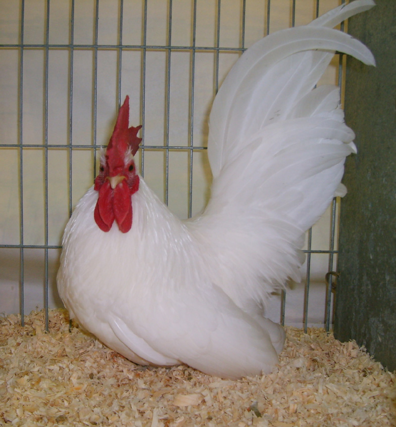 Chabo For Sale | Poules | Informations sur les races | Omlet