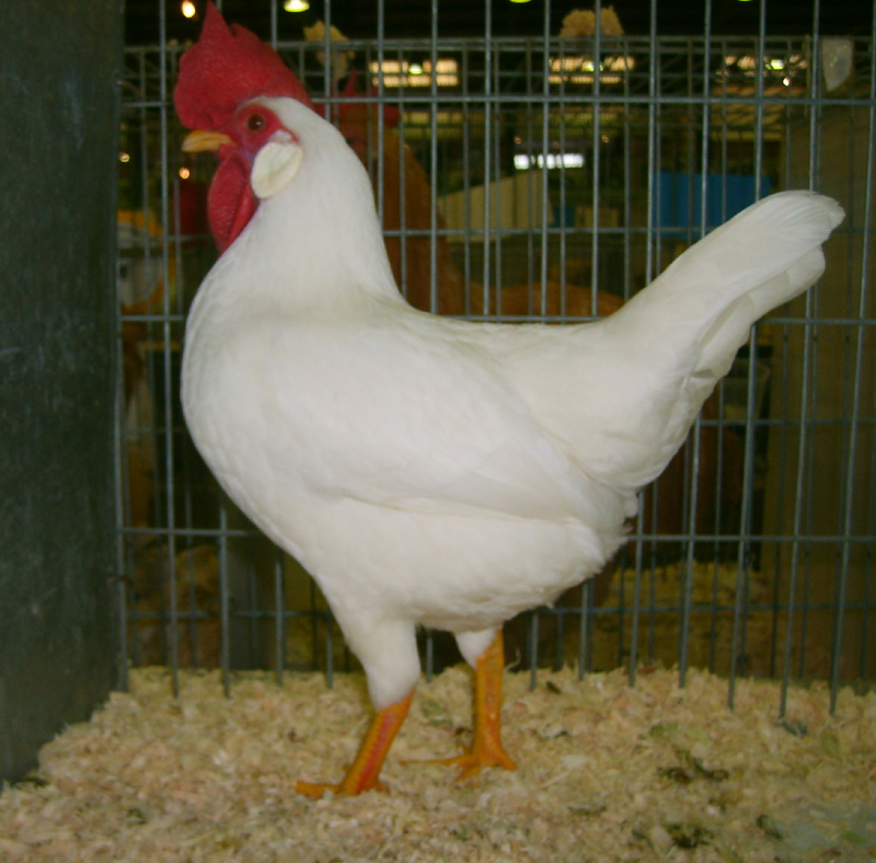 Leghorn For Sale | Poules | Informations sur les races | Omlet