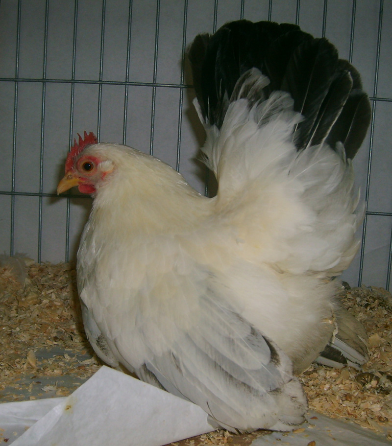 Chabo For Sale | Poules | Informations sur les races | Omlet