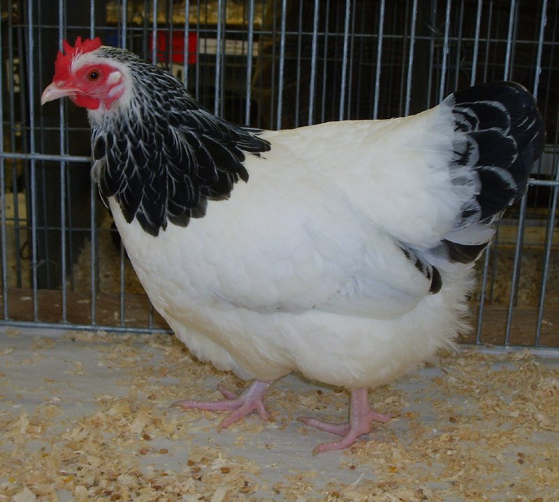 Sussex naine For Sale | Poules | Informations sur les races | Omlet