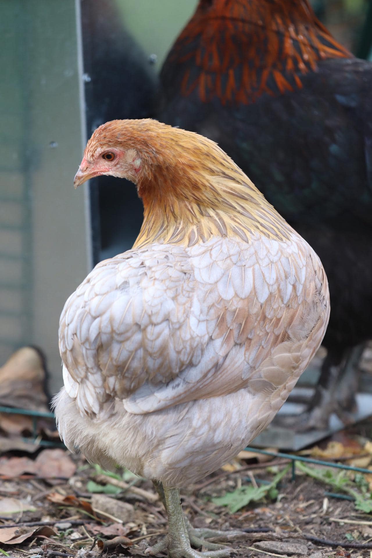 Araucana For Sale | Poules | Informations sur les races | Omlet