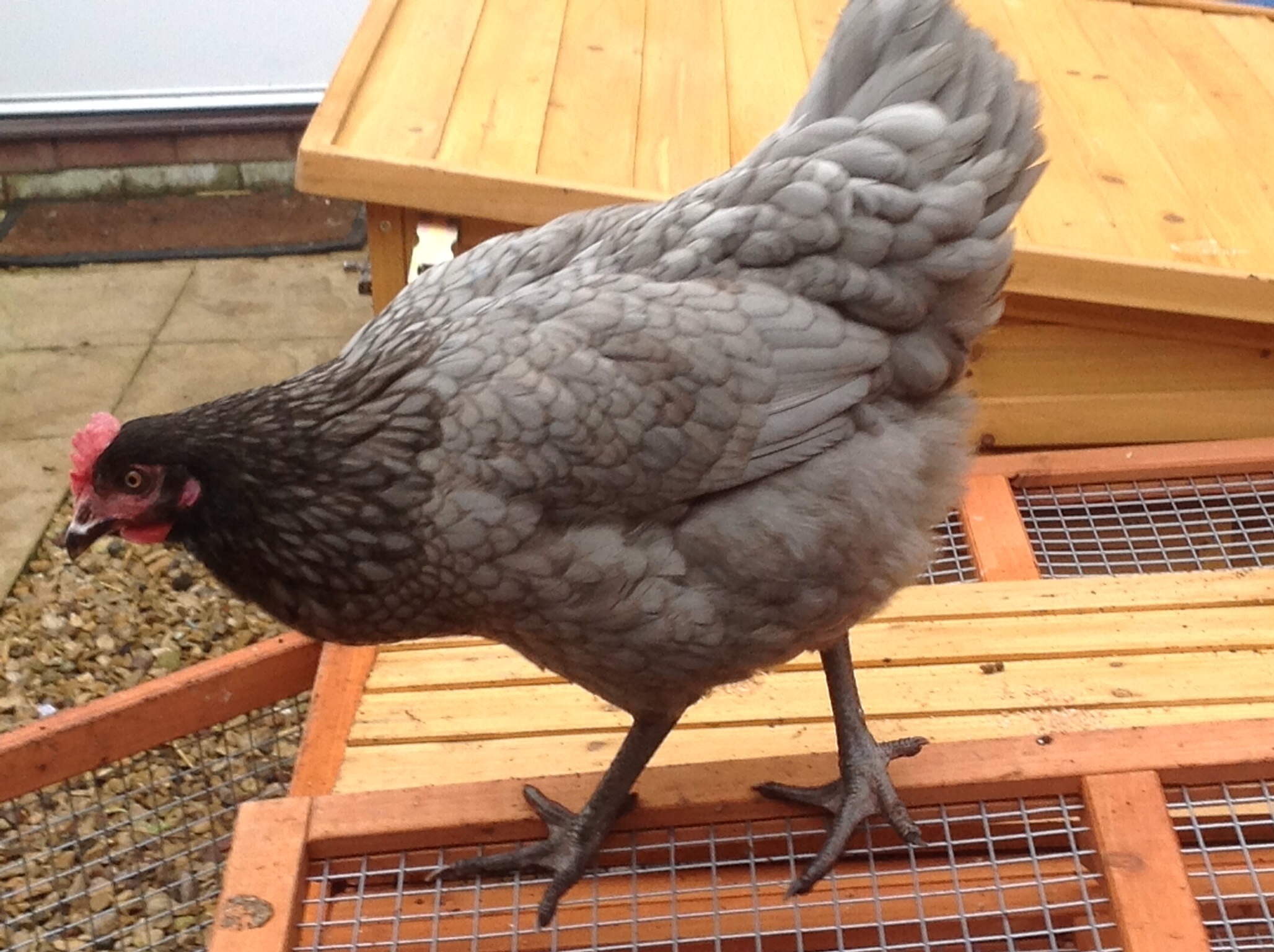 Araucana For Sale | Poules | Informations sur les races | Omlet
