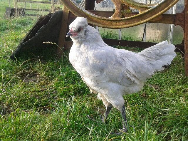 Araucana For Sale | Poules | Informations sur les races | Omlet