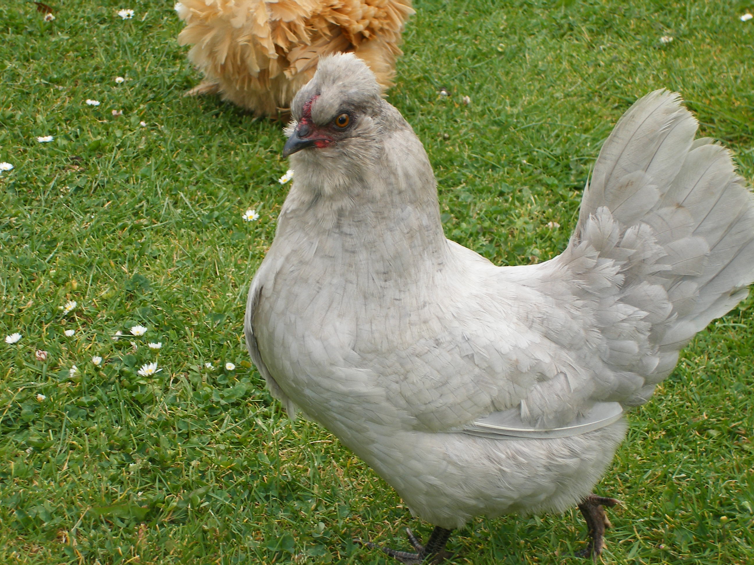 Araucana For Sale | Poules | Informations sur les races | Omlet