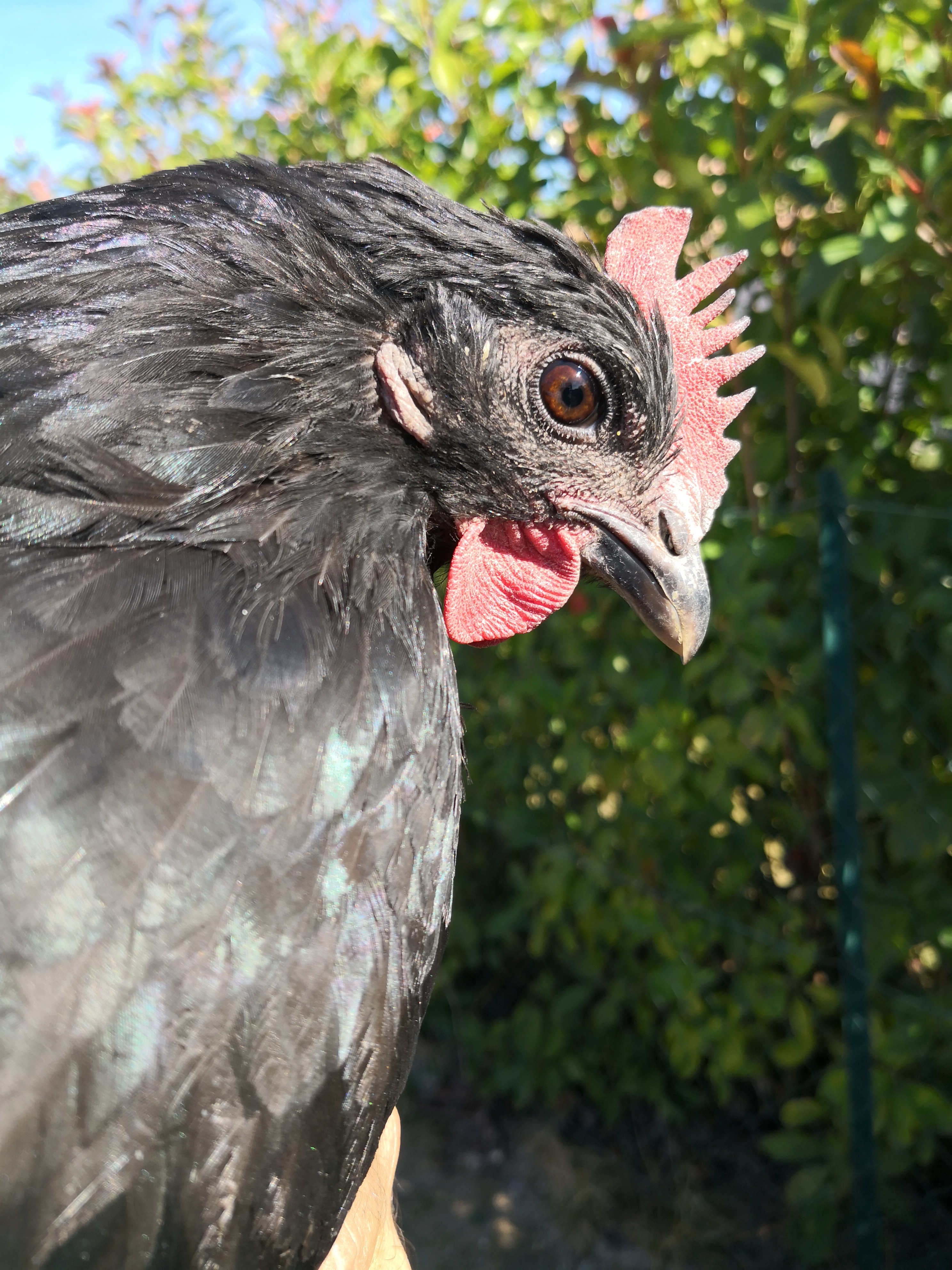 Australorp For Sale | Poules | Informations sur les races | Omlet