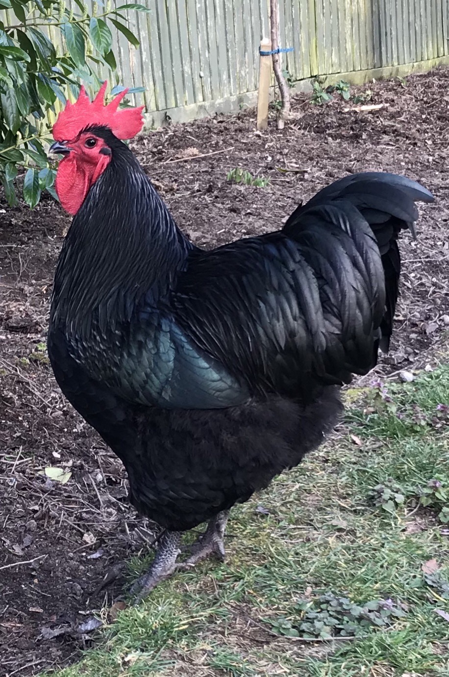 Australorp For Sale | Poules | Informations sur les races | omlet