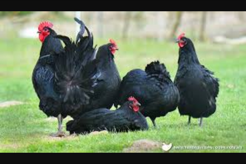 Australorp For Sale | Poules | Informations sur les races | Omlet