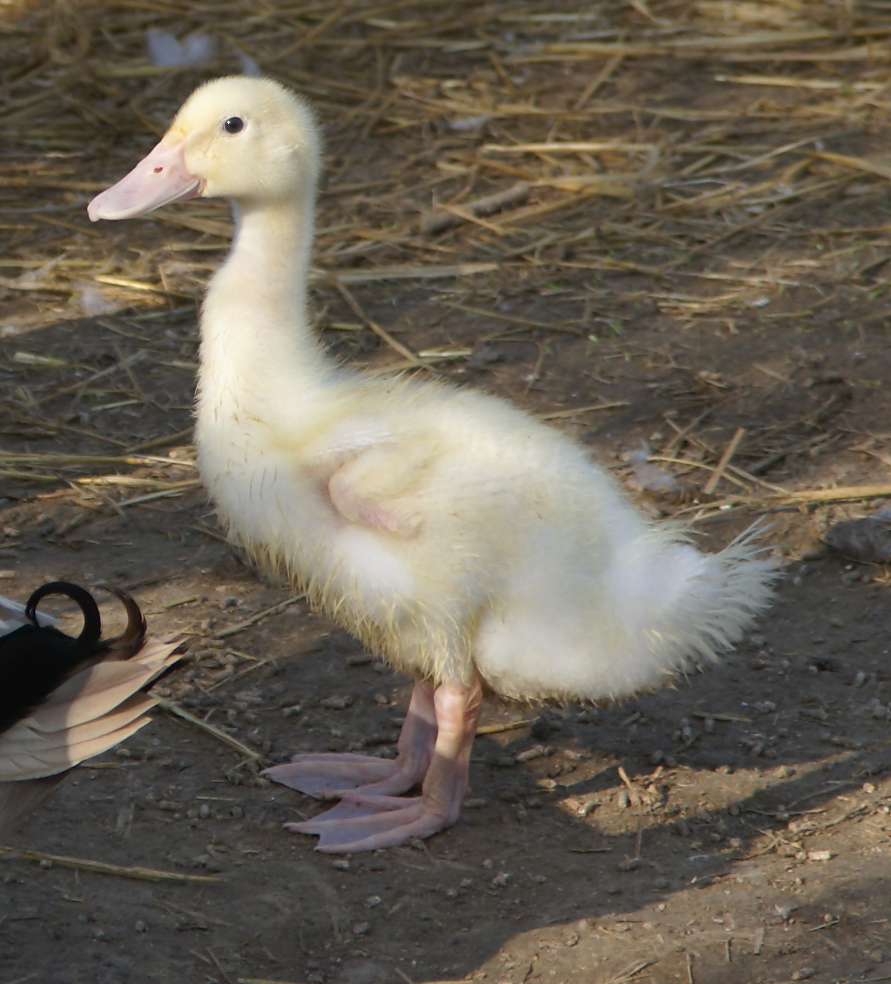 Canard d'Aylesbury | Canards | Informations sur les races | Omlet