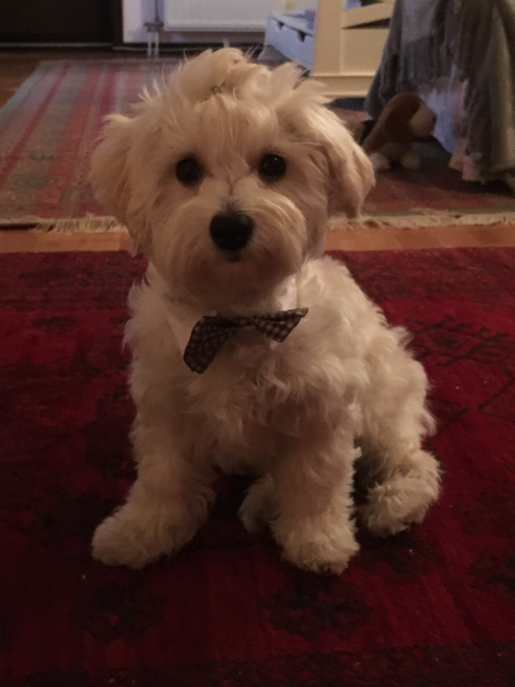 Bichon havanais | Chiens | Informations sur les races | Omlet
