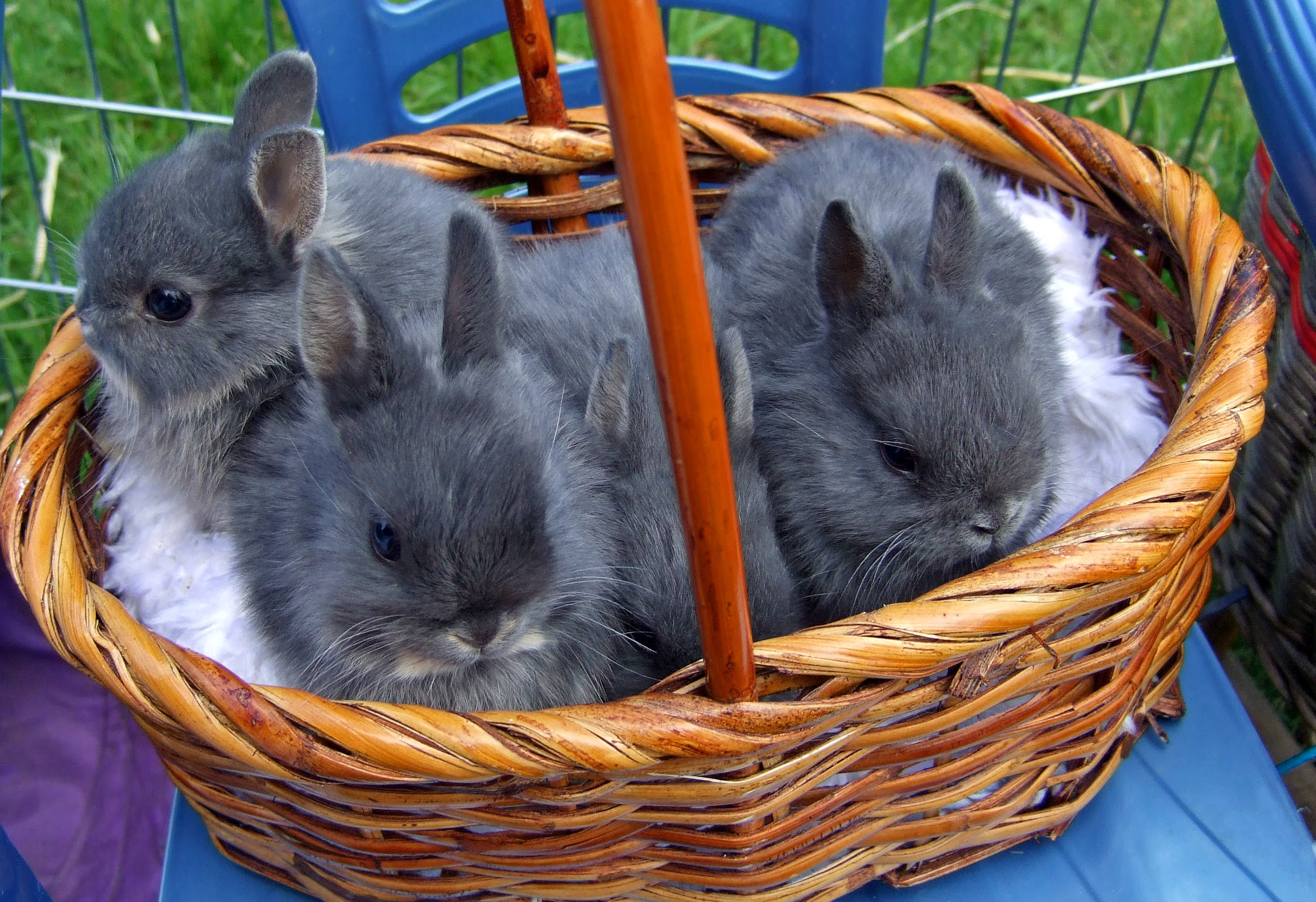 Nain hollandais For Sale | Lapins | Informations sur les races | Omlet