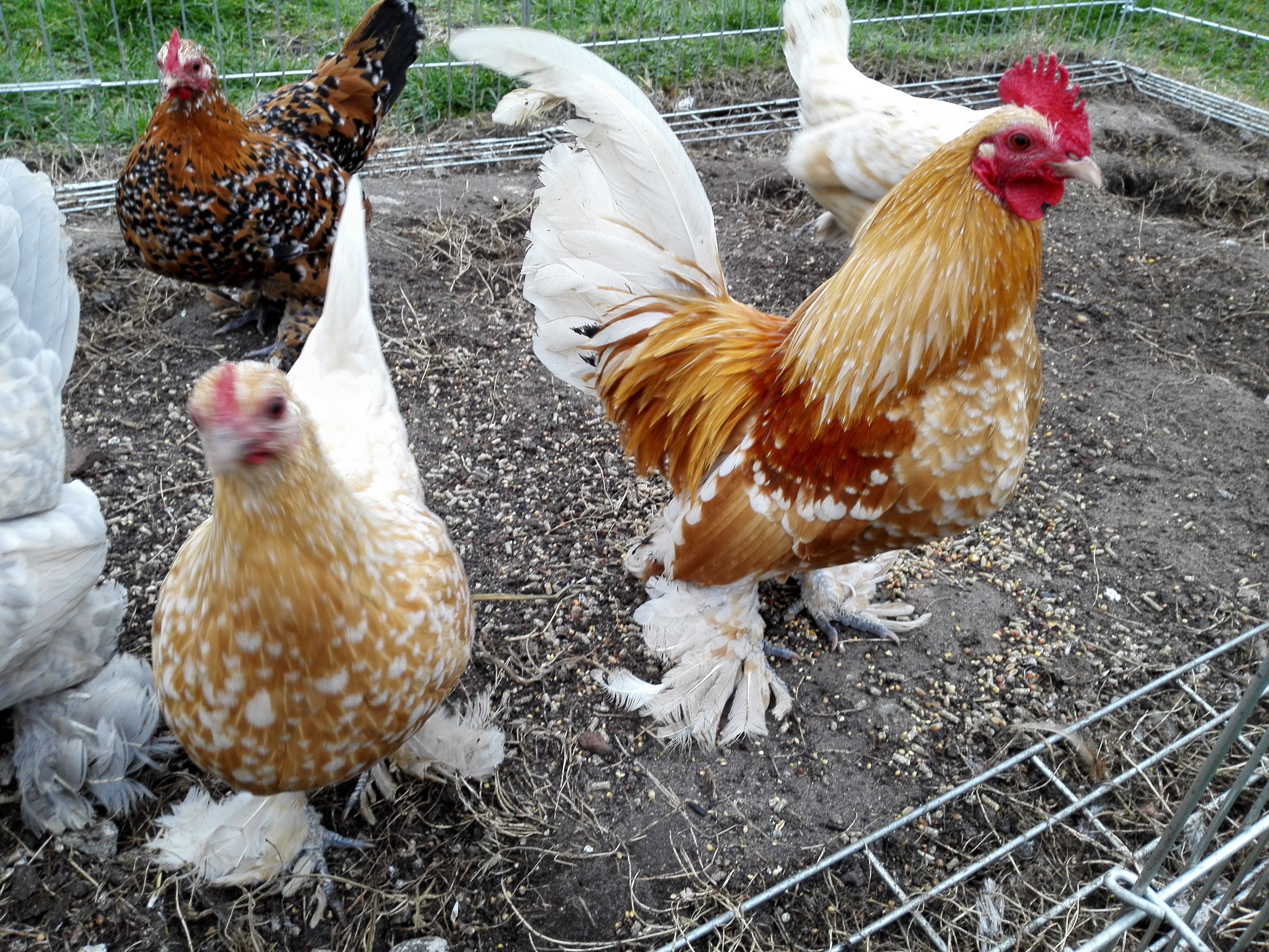 Sabelpoot For Sale | Poules | Informations sur les races | Omlet
