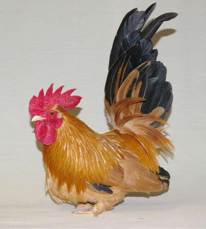 Chabo For Sale | Poules | Informations sur les races | Omlet