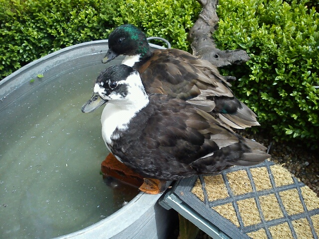 Canard mignon | Canards | Informations sur les races | Omlet
