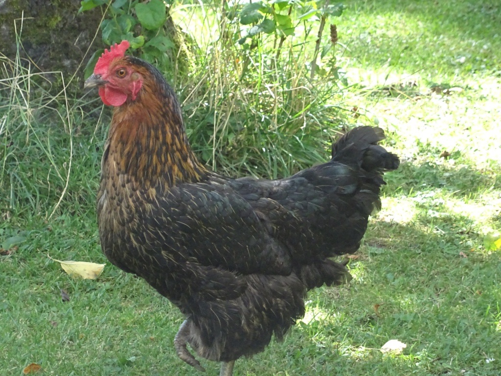 Poules | Les Guides | Omlet France