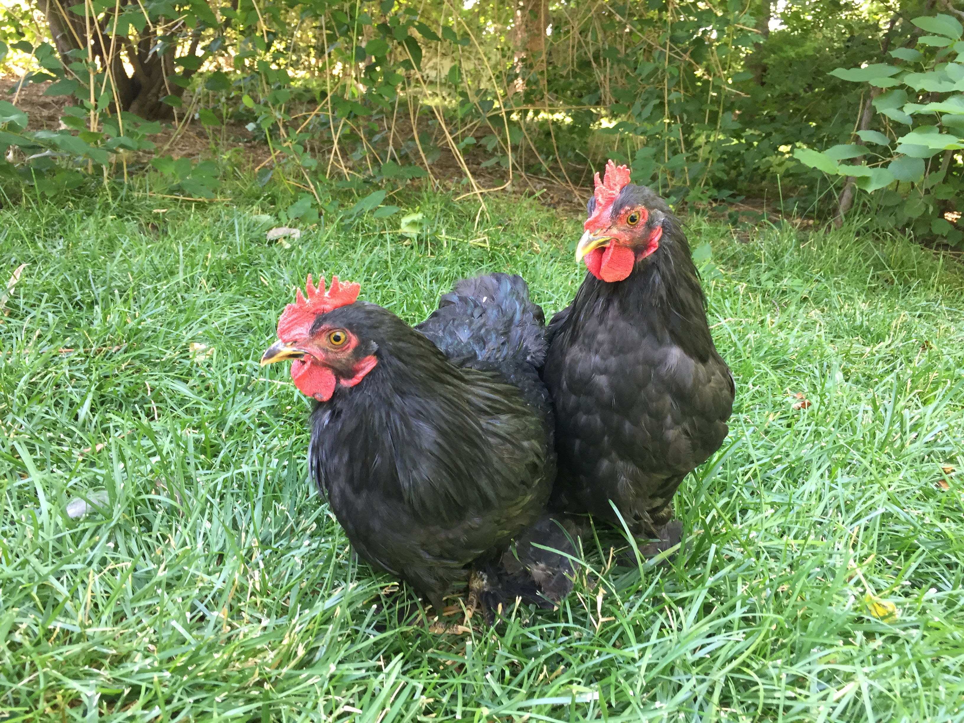 Poule Cochin For Sale | Poules | Informations sur les races | Omlet