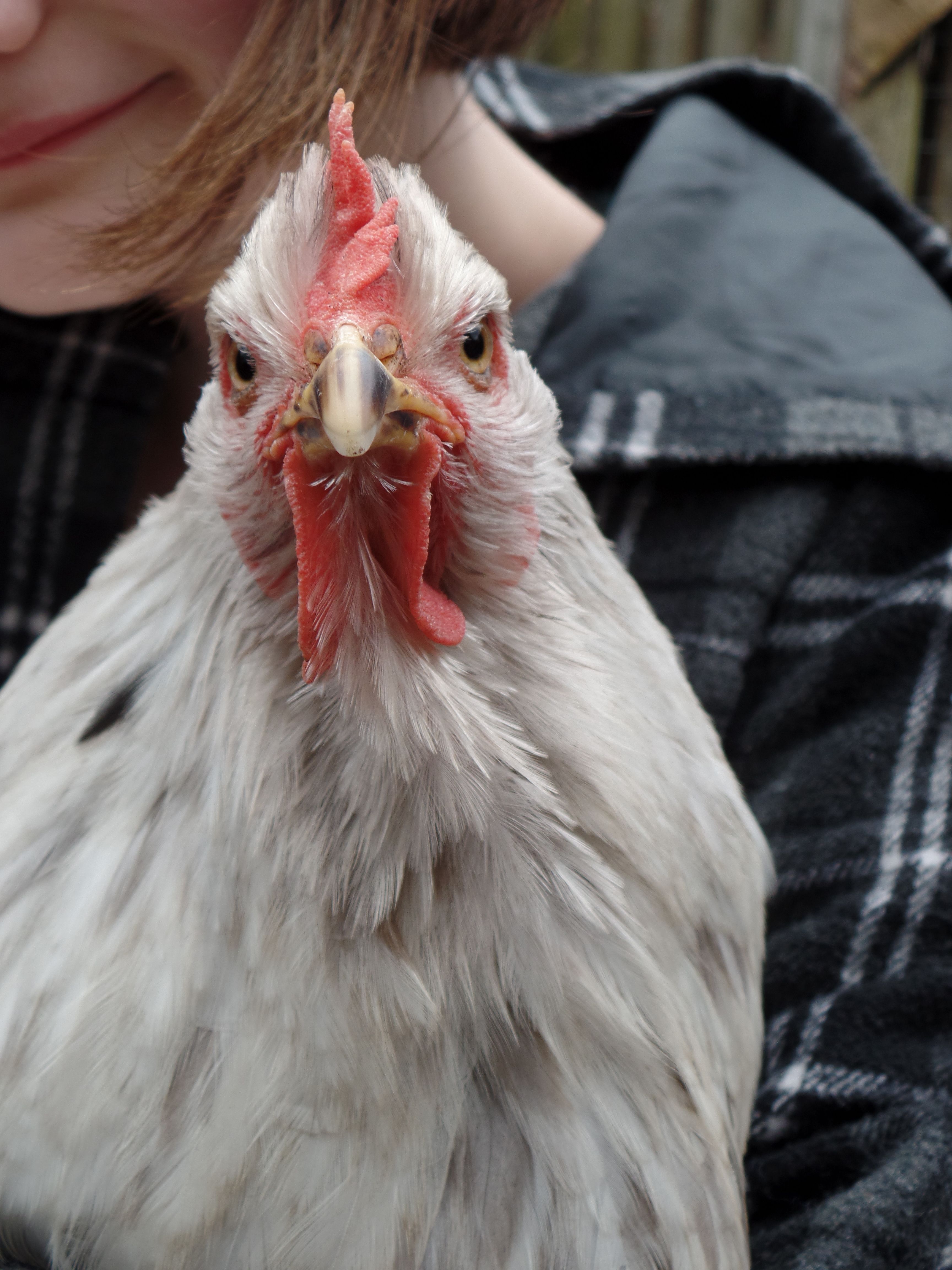 Poule Cochin For Sale | Poules | Informations sur les races | Omlet