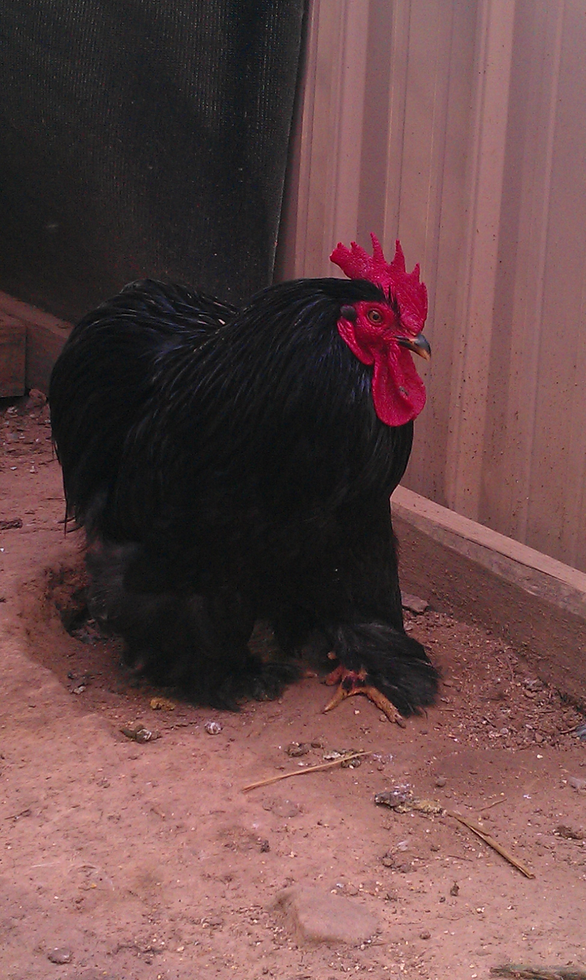 Poule Cochin For Sale | Poules | Informations sur les races | Omlet