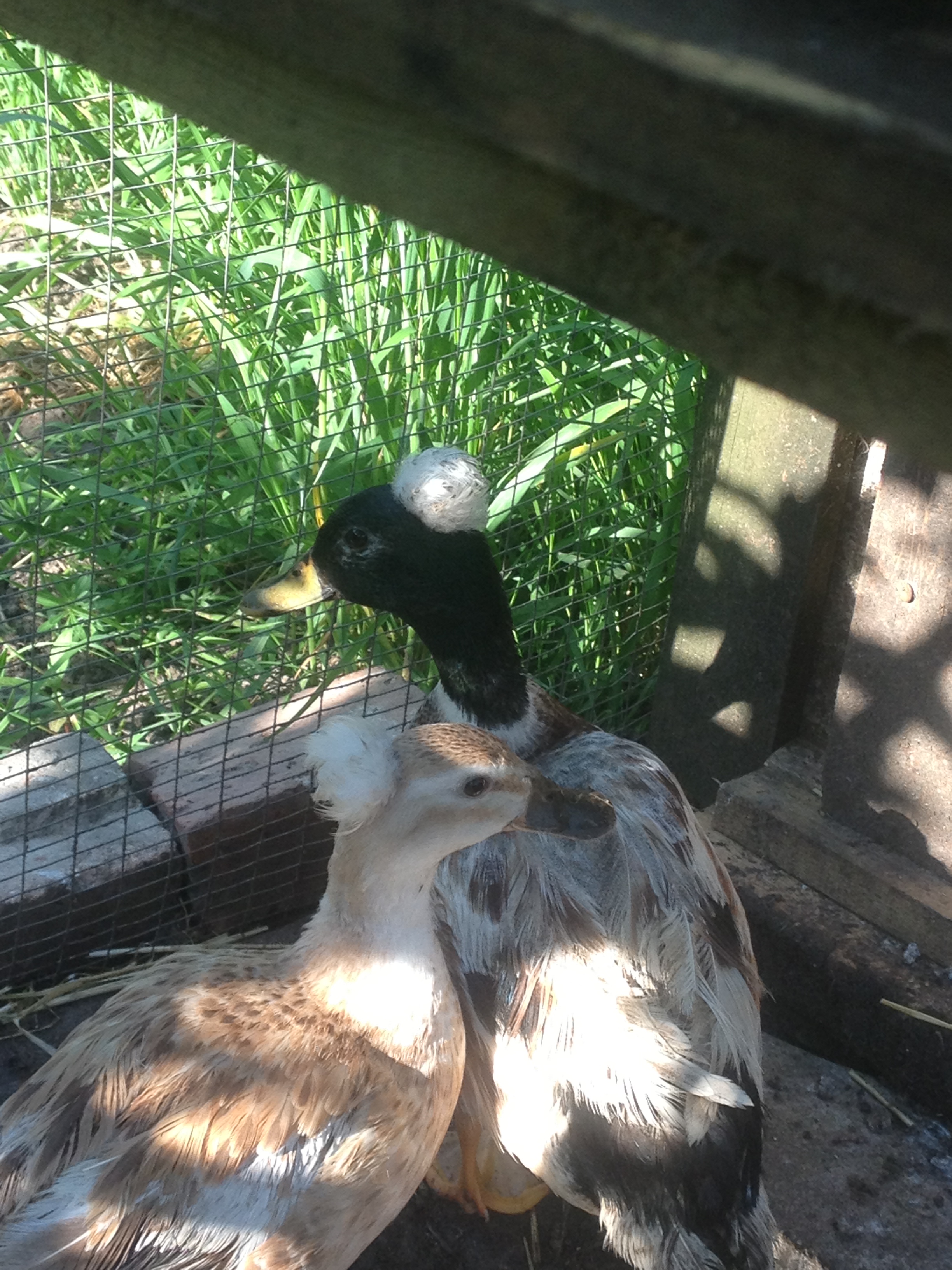 Canard huppé miniature | Canards | Informations sur les races | Omlet