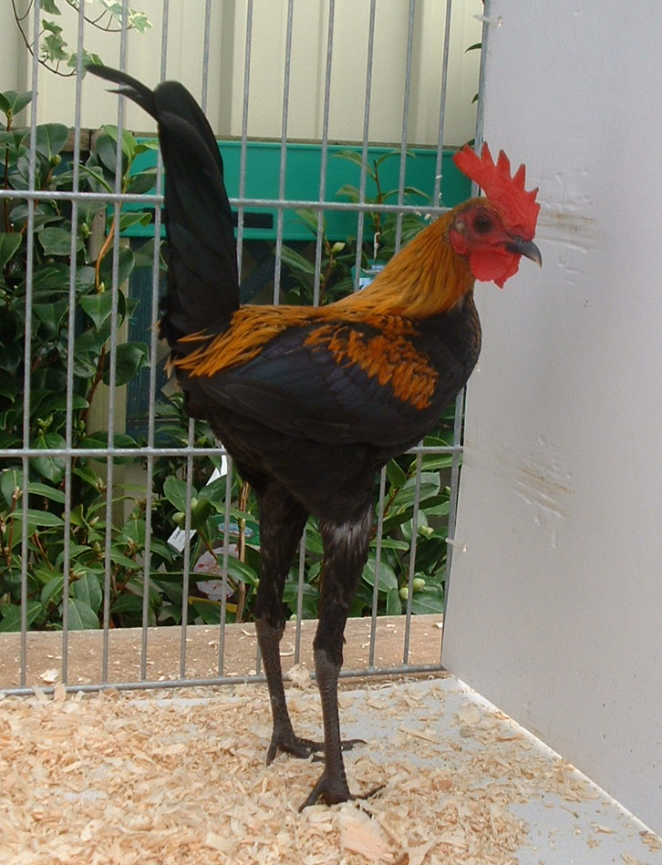 Combattant anglais moderne For Sale | Poules | Informations sur les ...