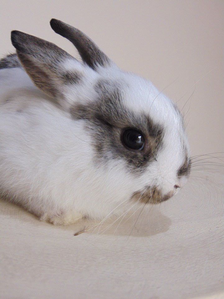 Papillon anglais For Sale | Lapins | Informations sur les races | Omlet