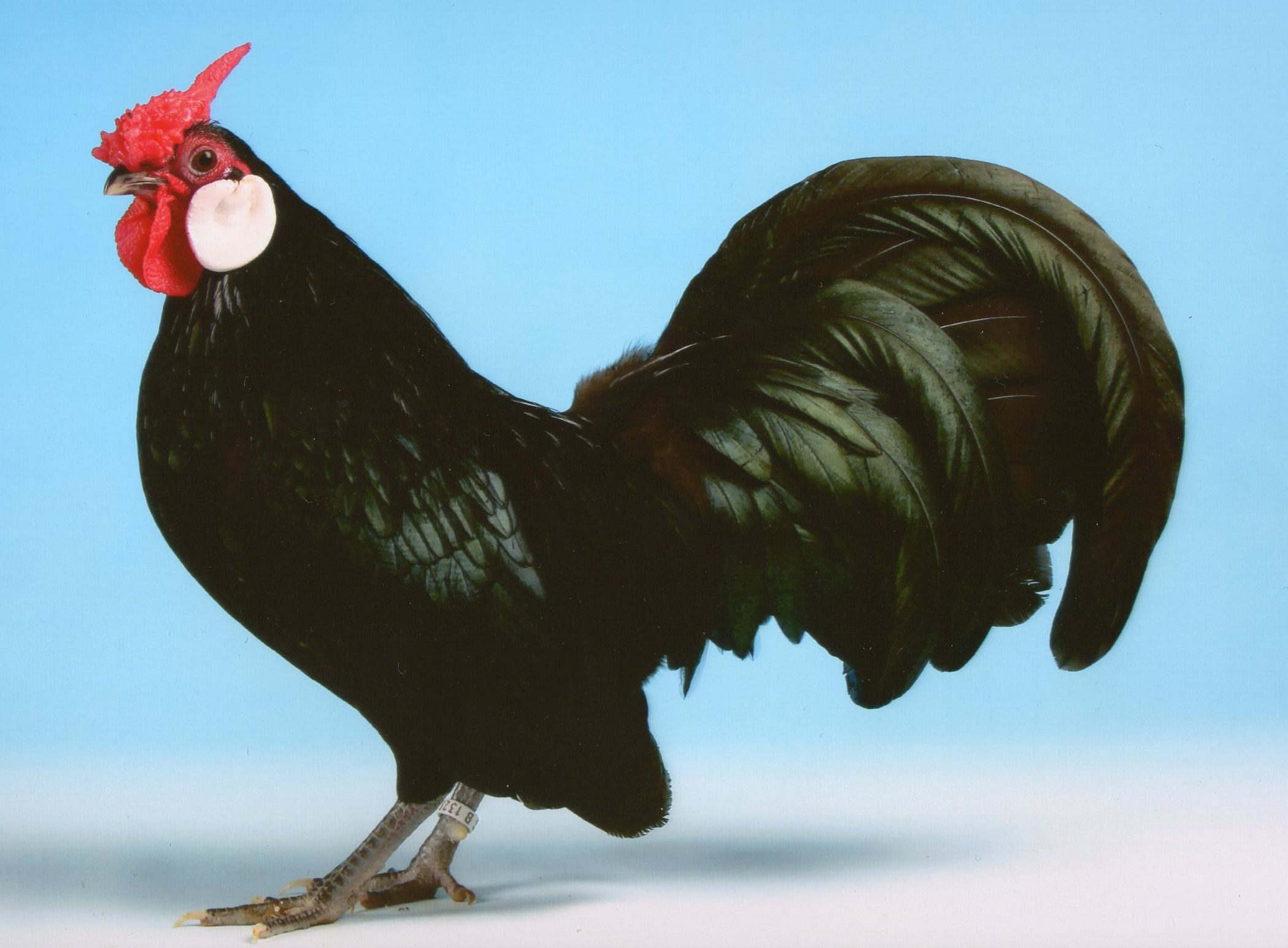 Java For Sale | Poules | Informations sur les races | Omlet