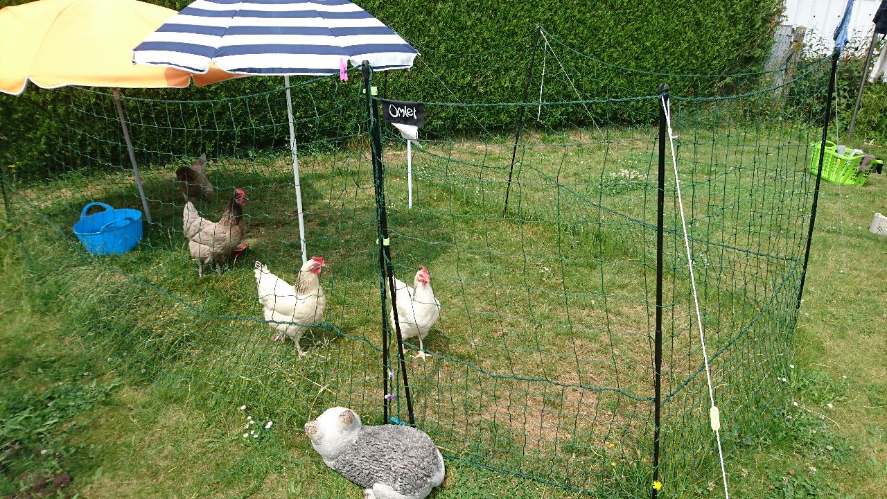 Filet à poule Omlet | Élevage des poules | Omlet