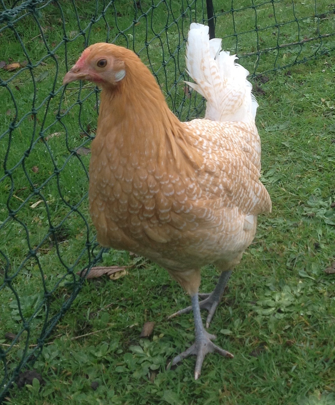 Poule de Frise For Sale | Poules | Informations sur les races | omlet