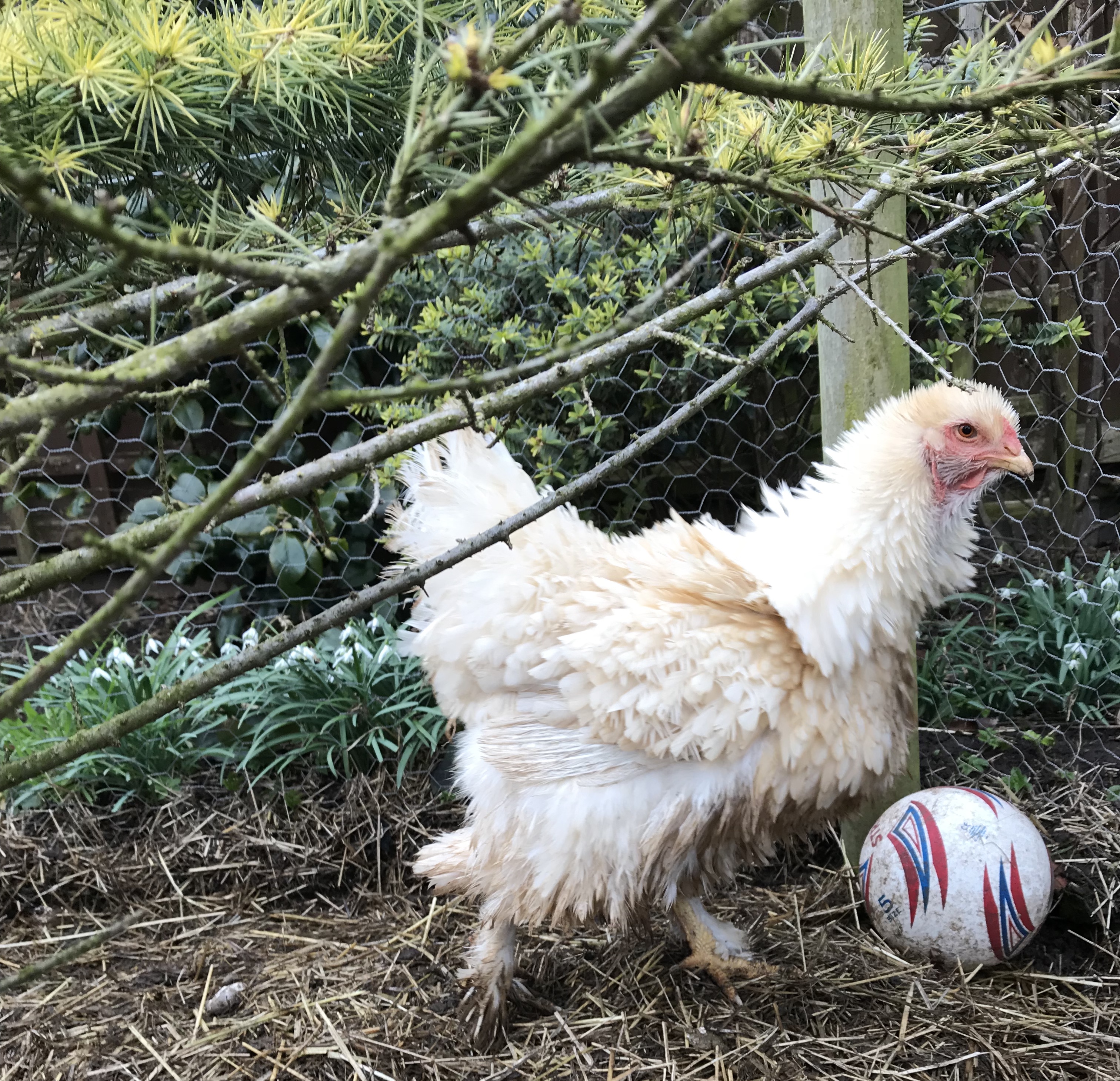 Poule frisée For Sale | Poules | Informations sur les races | Omlet