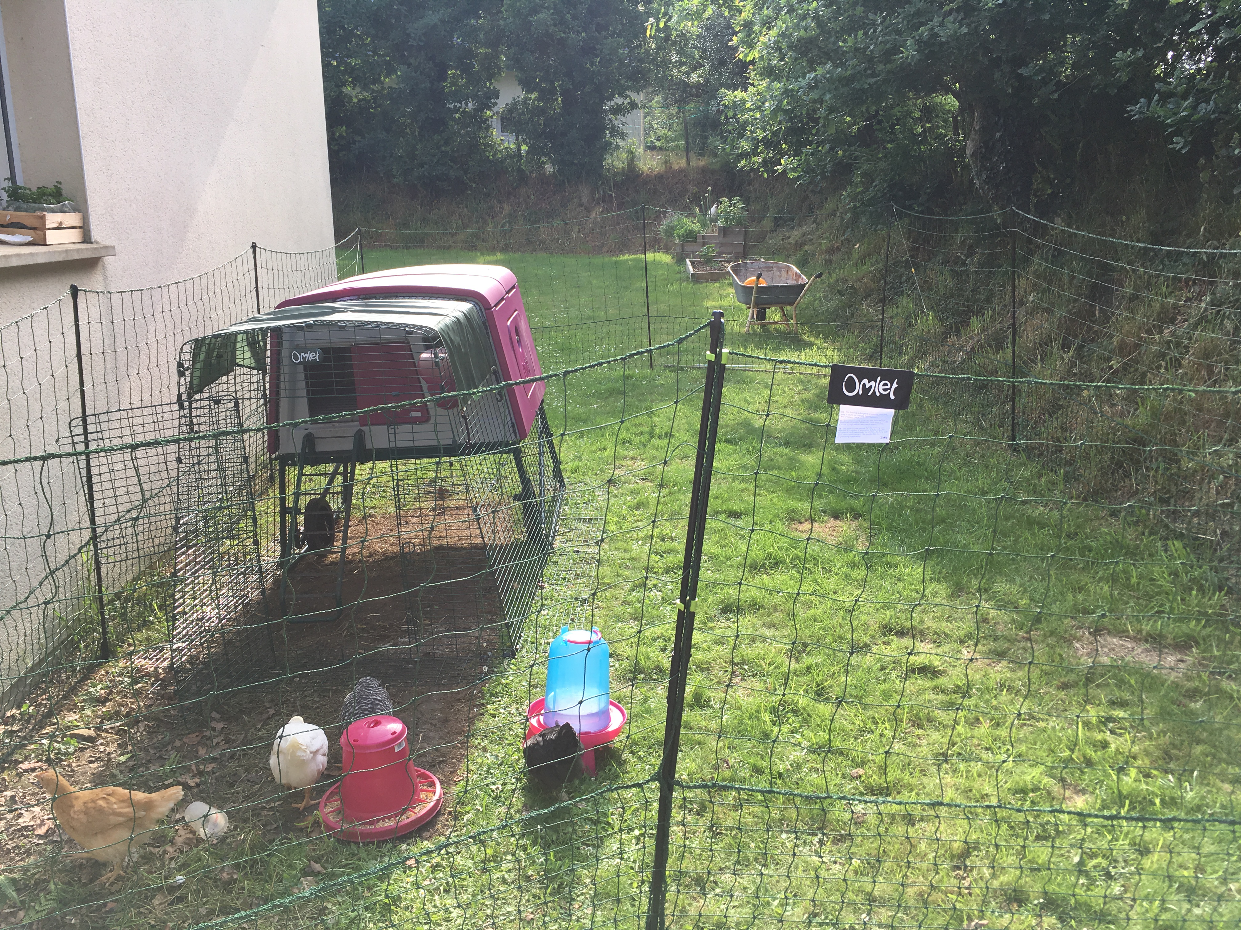 Filet à poule Omlet | Élevage des poules | Omlet