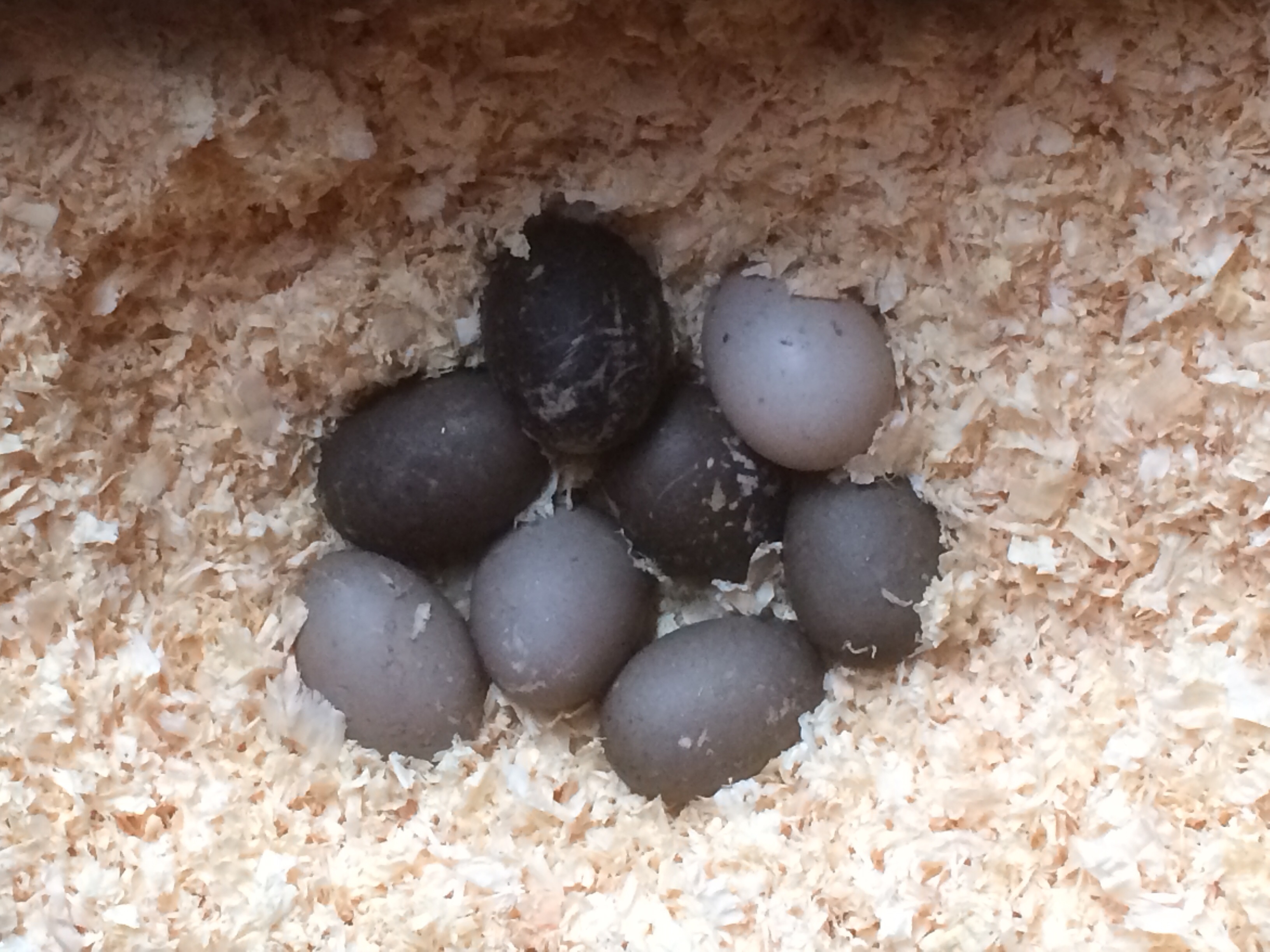 Cayuga | Canards | Informations sur les races | Omlet