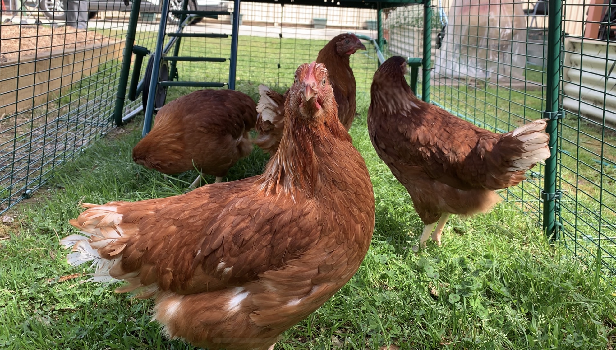 Galerie | Club | Omlet