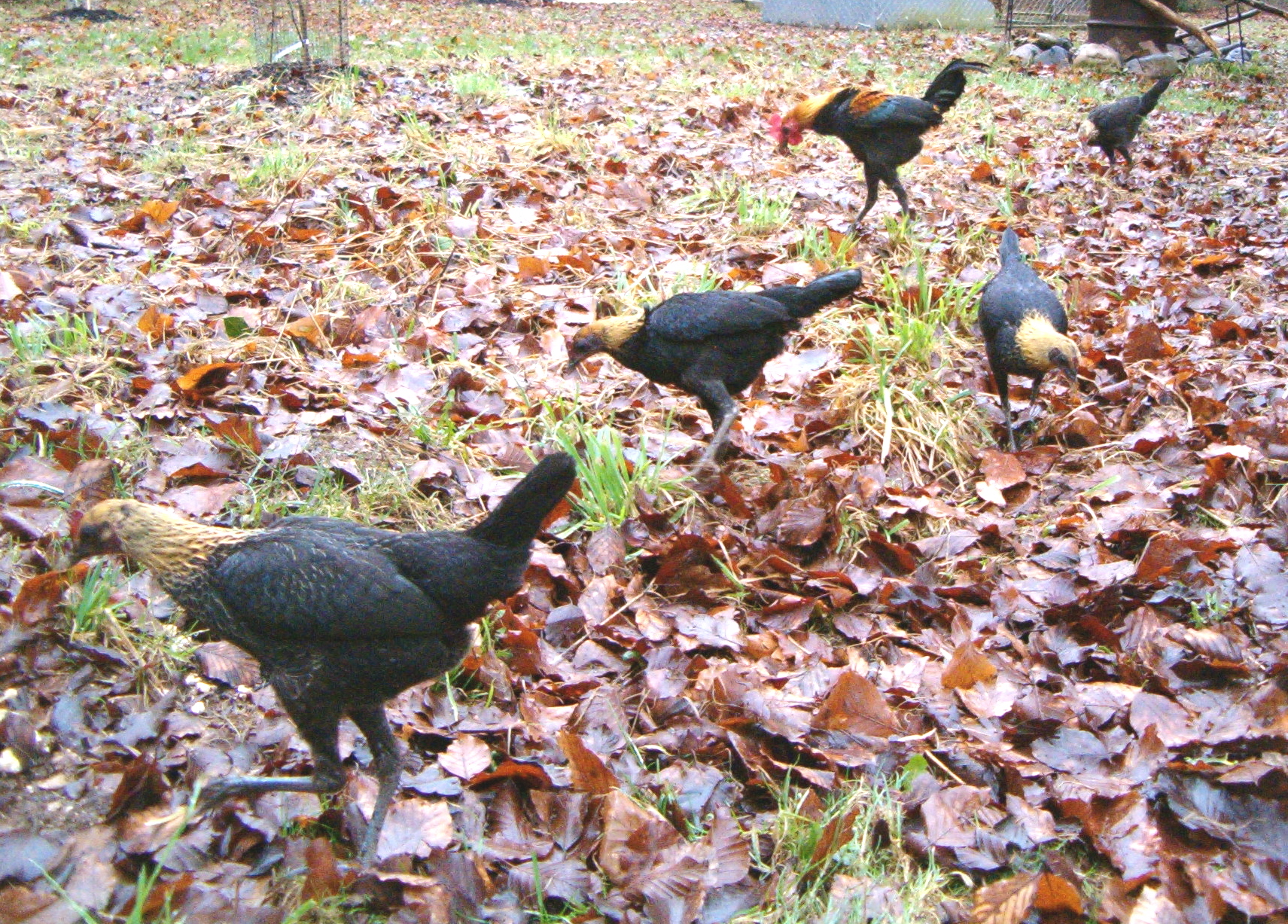 Combattant anglais moderne For Sale | Poules | Informations sur les ...