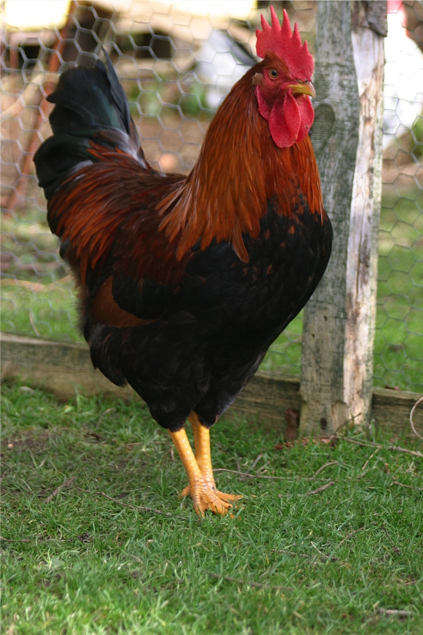 Welsumer For Sale | Poules | Informations sur les races | Omlet