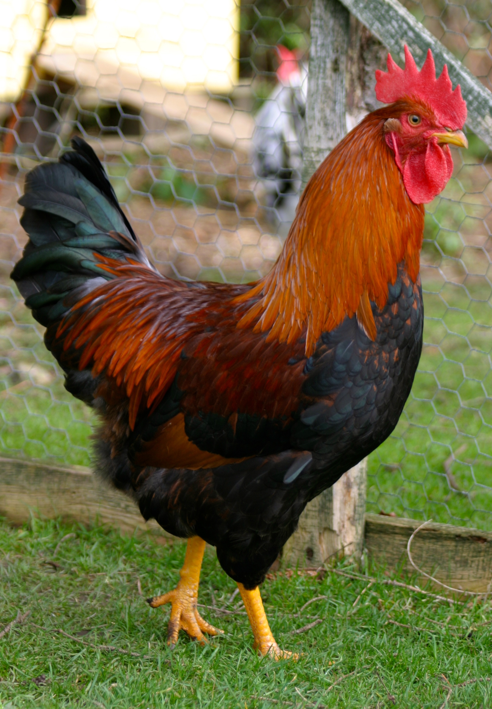 Welsumer For Sale | Poules | Informations sur les races | Omlet