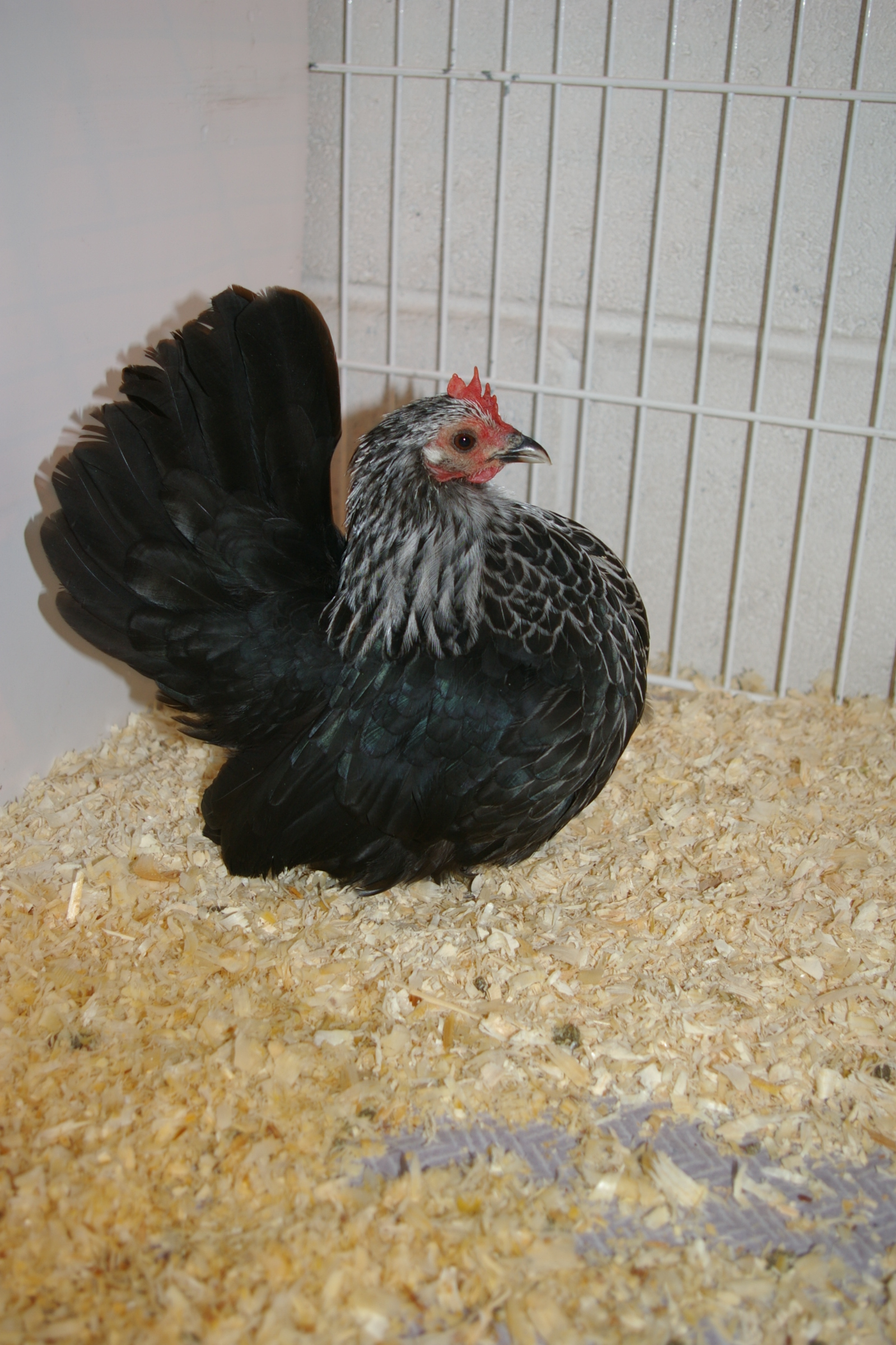 Chabo For Sale | Poules | Informations sur les races | Omlet