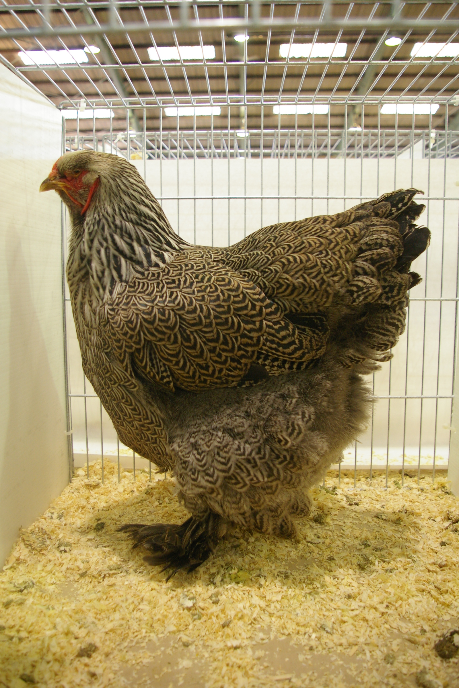 Brahma For Sale | Poules | Informations sur les races | Omlet