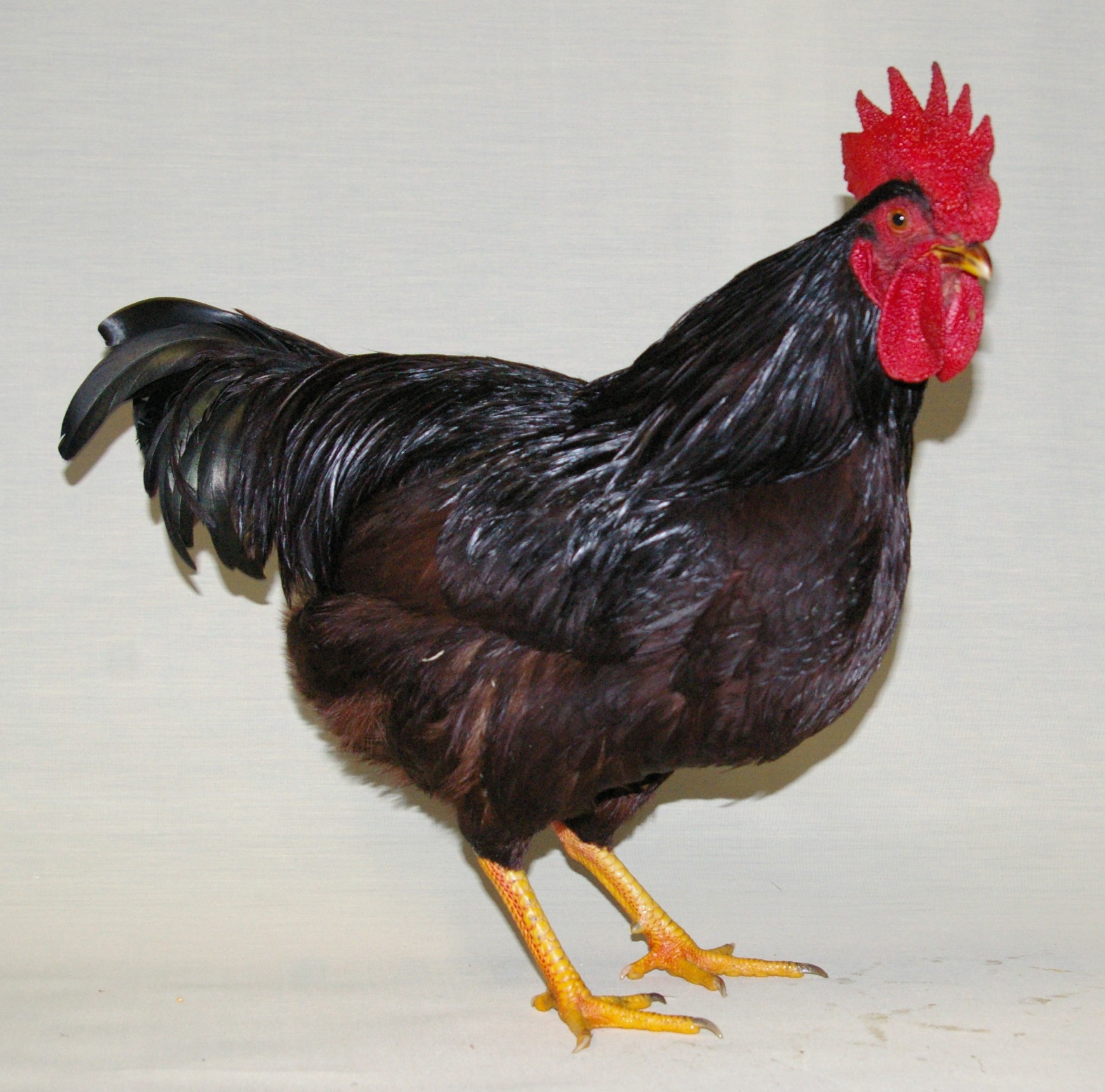 Rhode Island rouge For Sale | Poules | Informations sur les races | Omlet