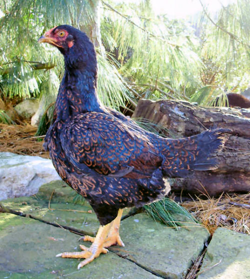 Combattant indien For Sale | Poules | Informations sur les races | Omlet
