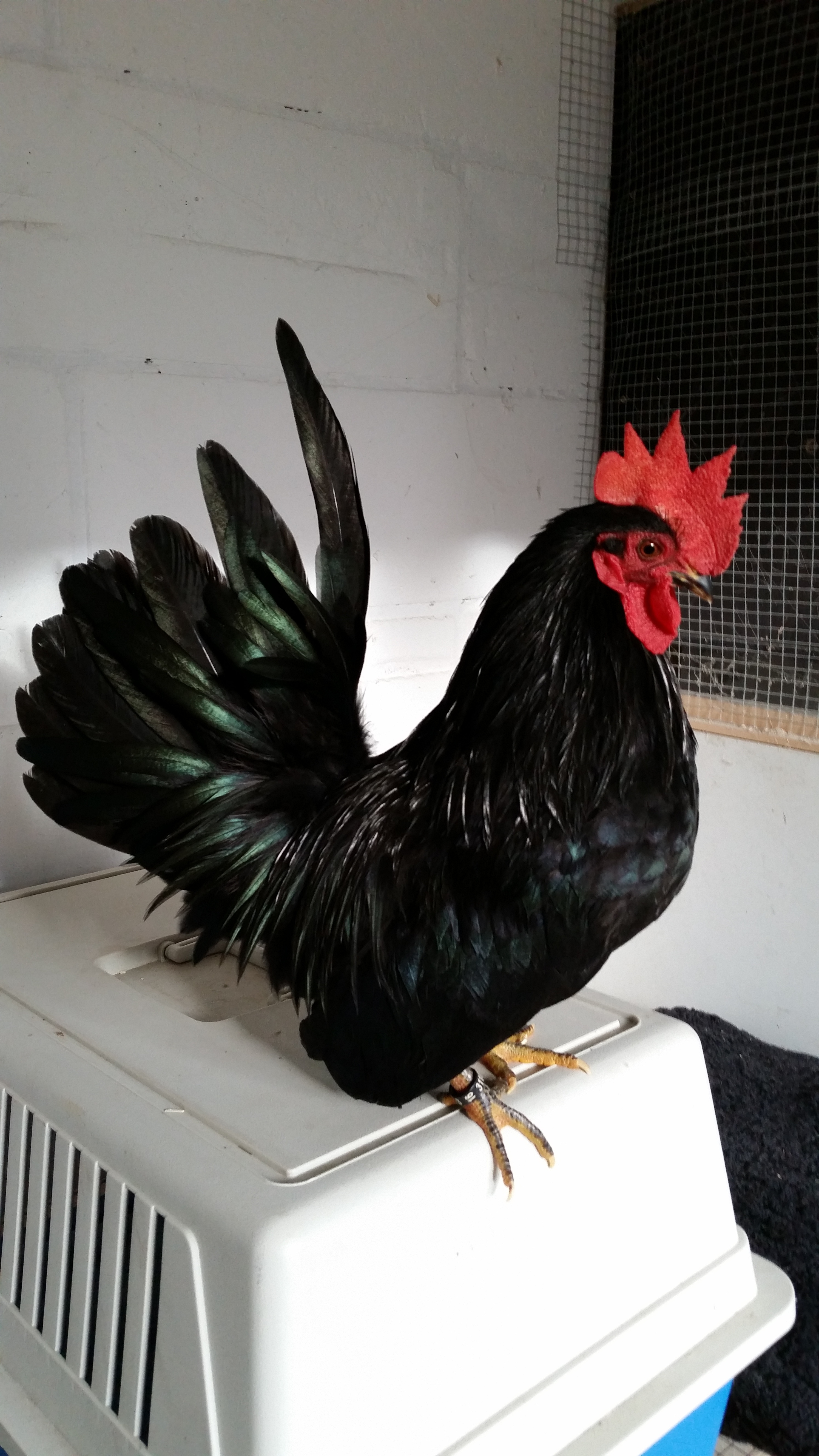 Chabo For Sale | Poules | Informations sur les races | Omlet