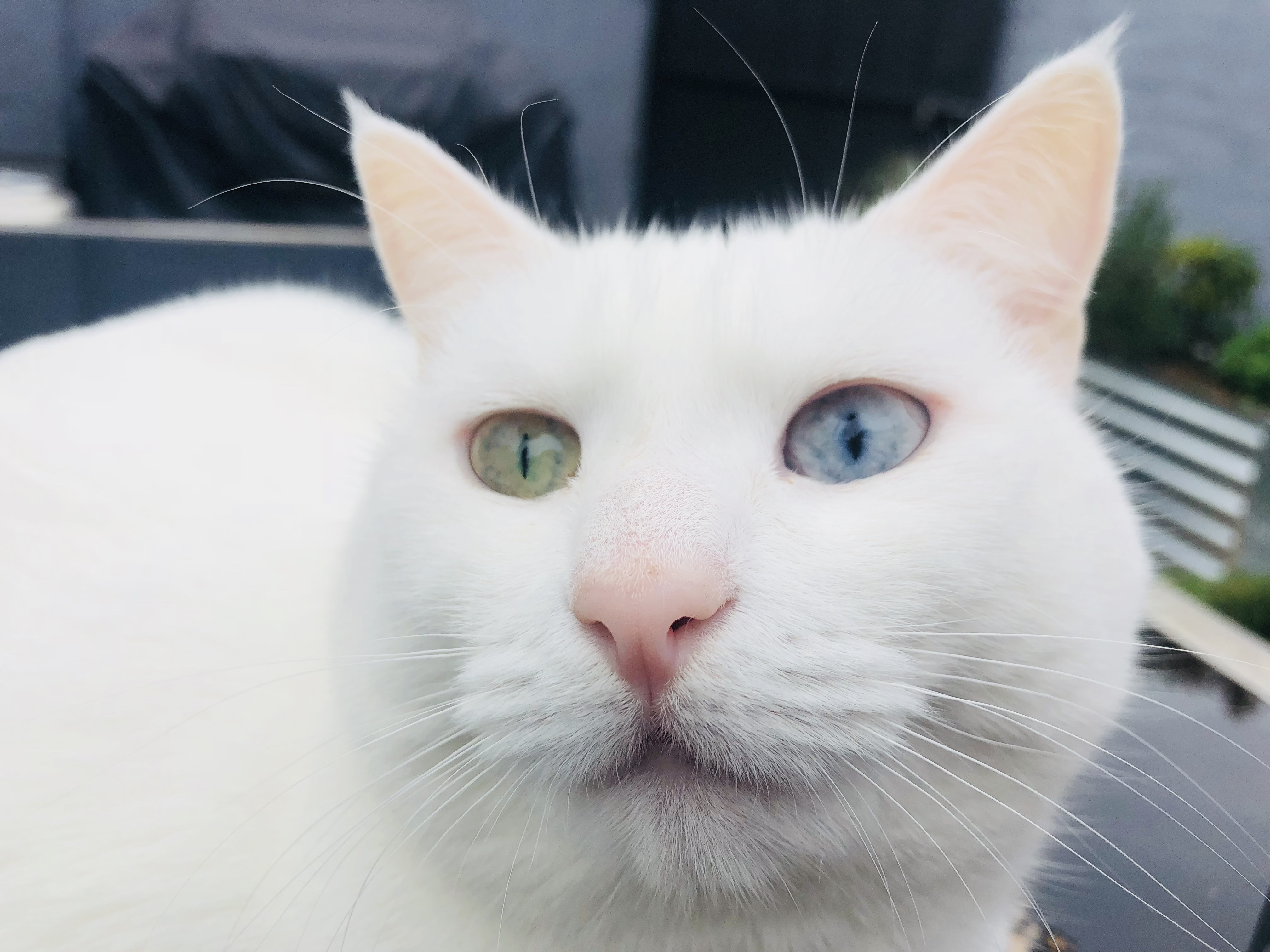 Khao Manee | Chats | Informations sur les races | Omlet