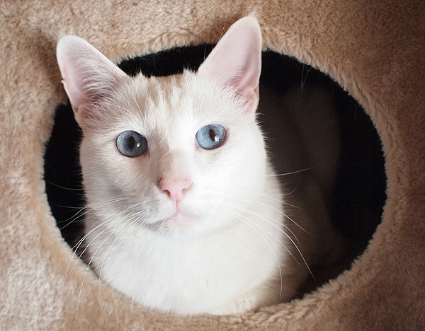 Khao Manee | Chats | Informations sur les races | Omlet