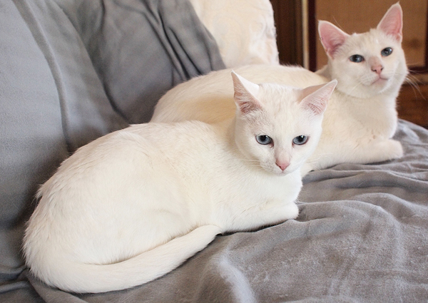 Khao Manee | Chats | Informations sur les races | Omlet