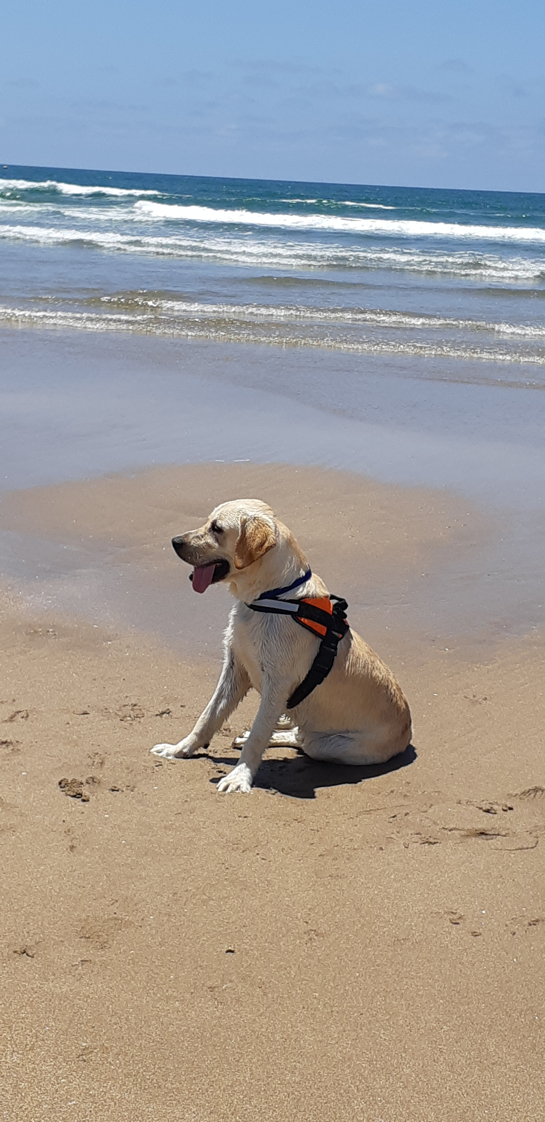 Labrador retriever | Chiens | Informations sur les races | Omlet