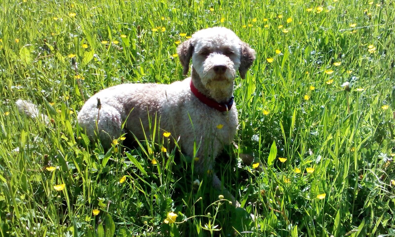 Chien d'eau romagnol | Chiens | Informations sur les races | Omlet