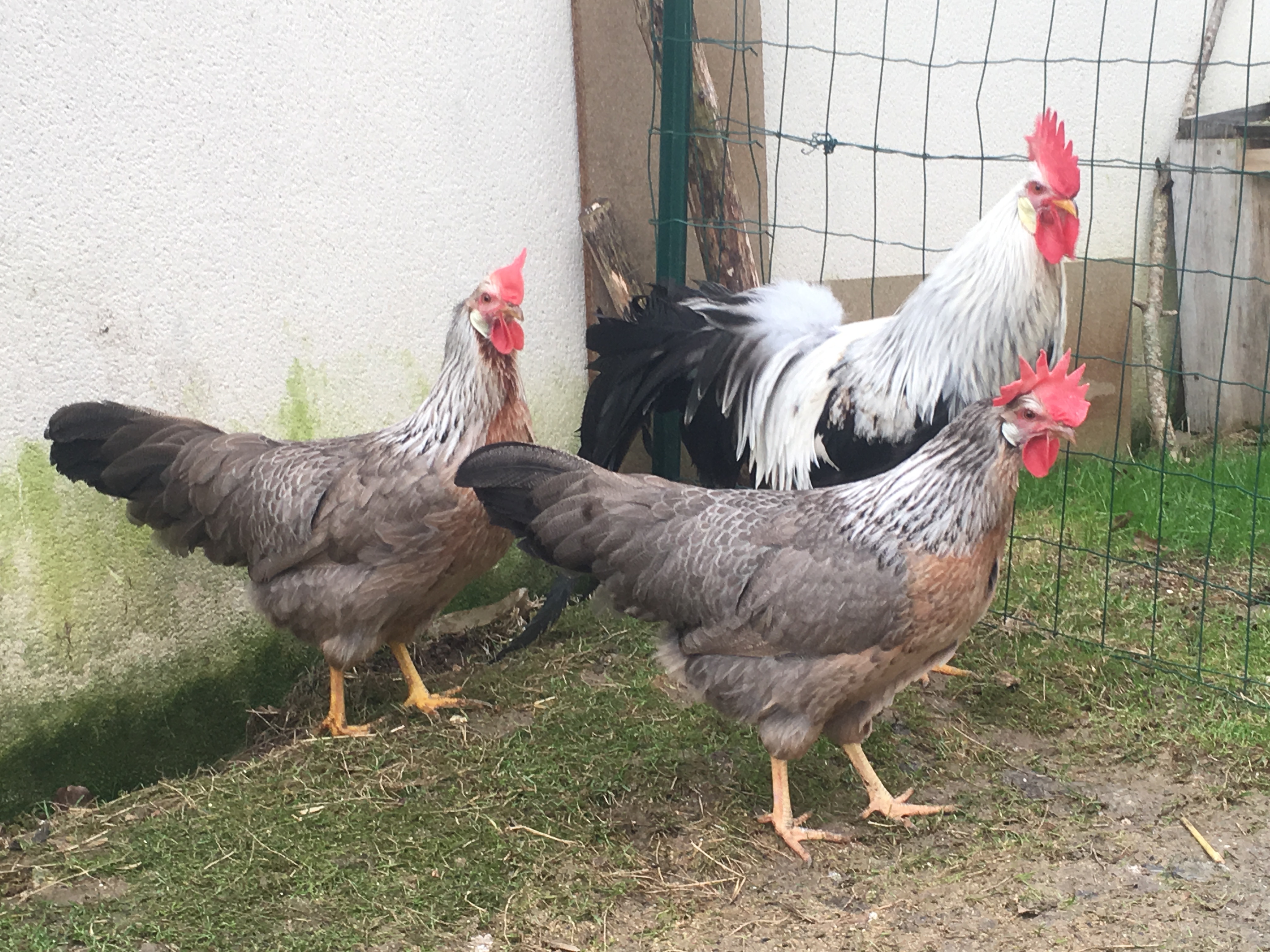 Leghorn For Sale | Poules | Informations sur les races | Omlet
