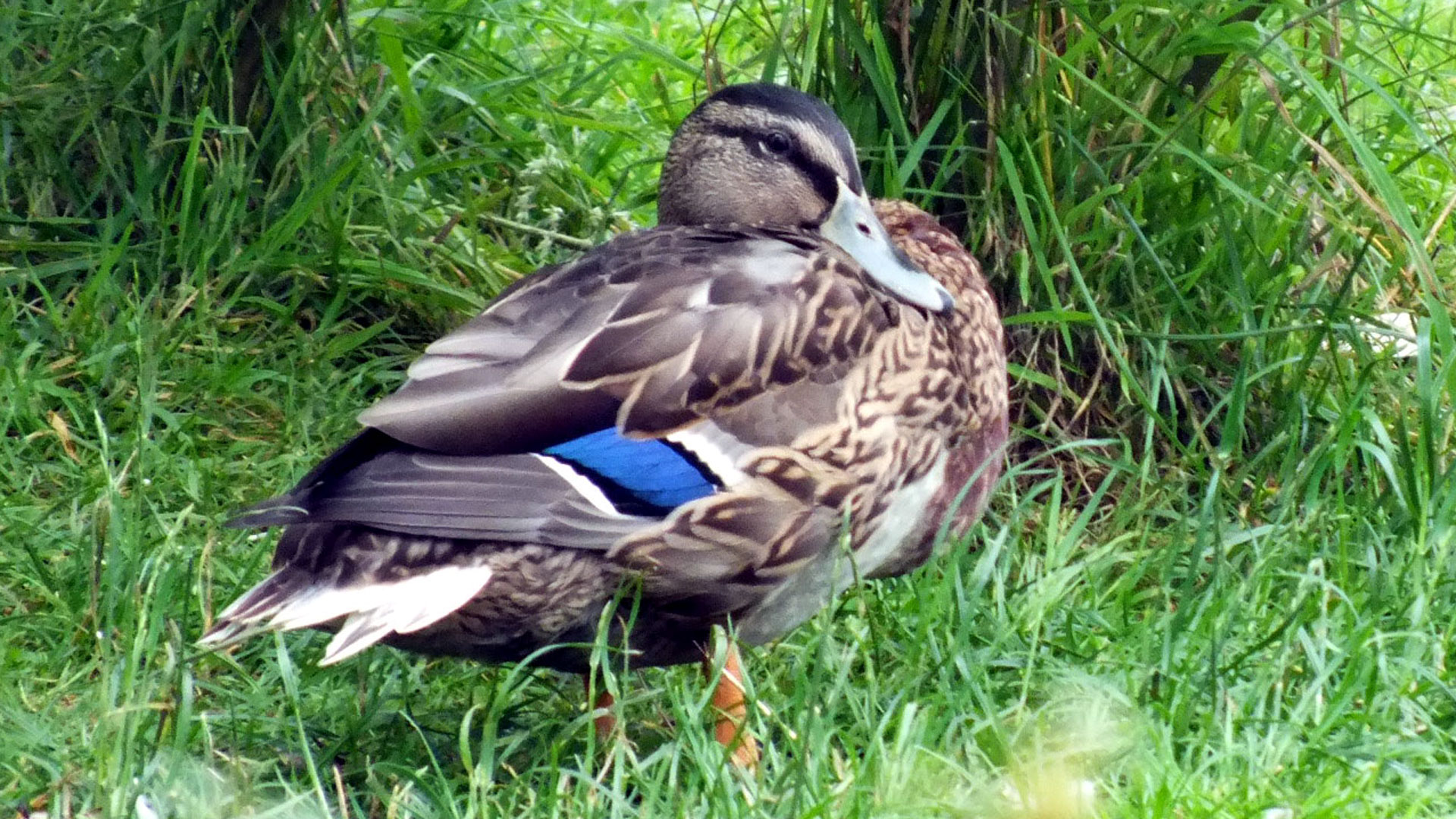 Colvert | Canards | Informations sur les races | Omlet