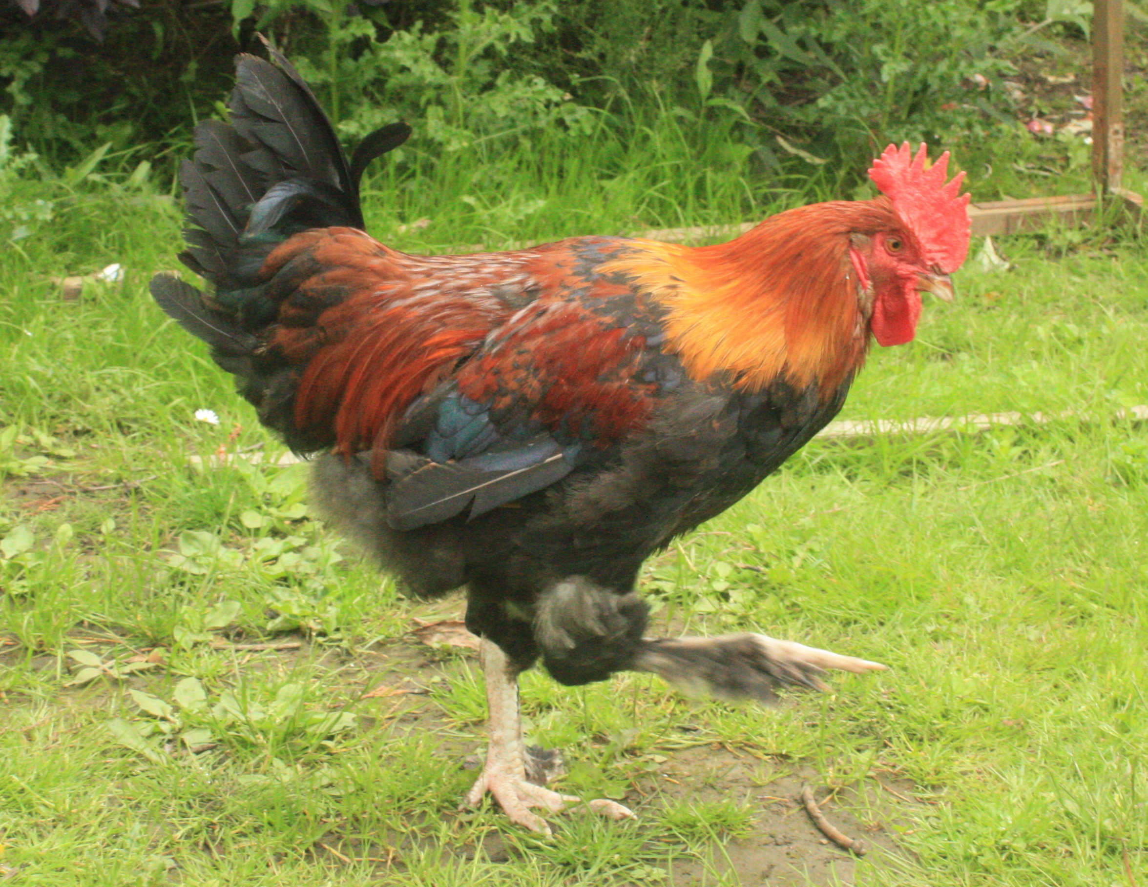 Poule de Marans For Sale | Poules | Informations sur les races | Omlet