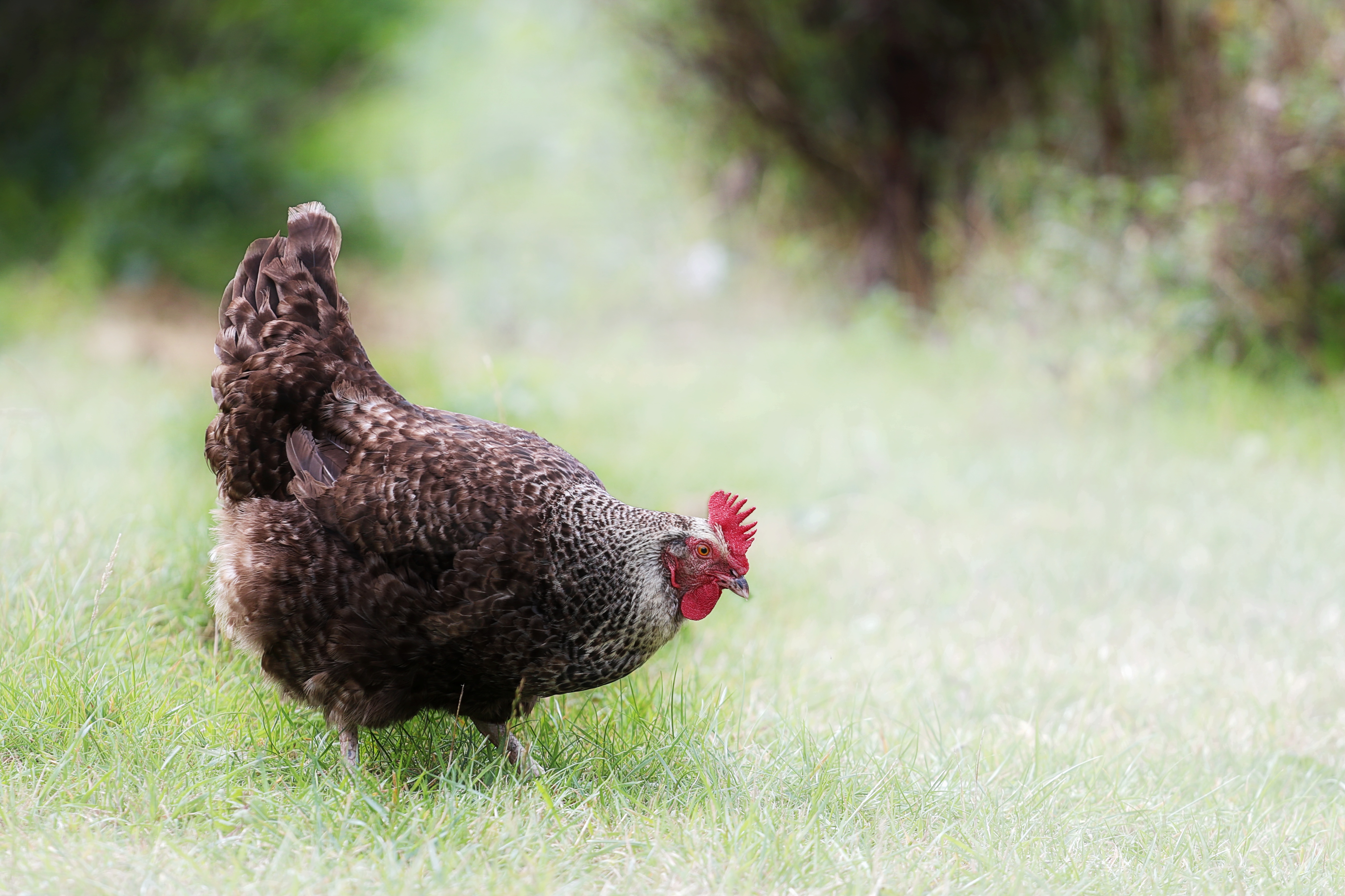 Poule de Marans For Sale | Poules | Informations sur les races | Omlet