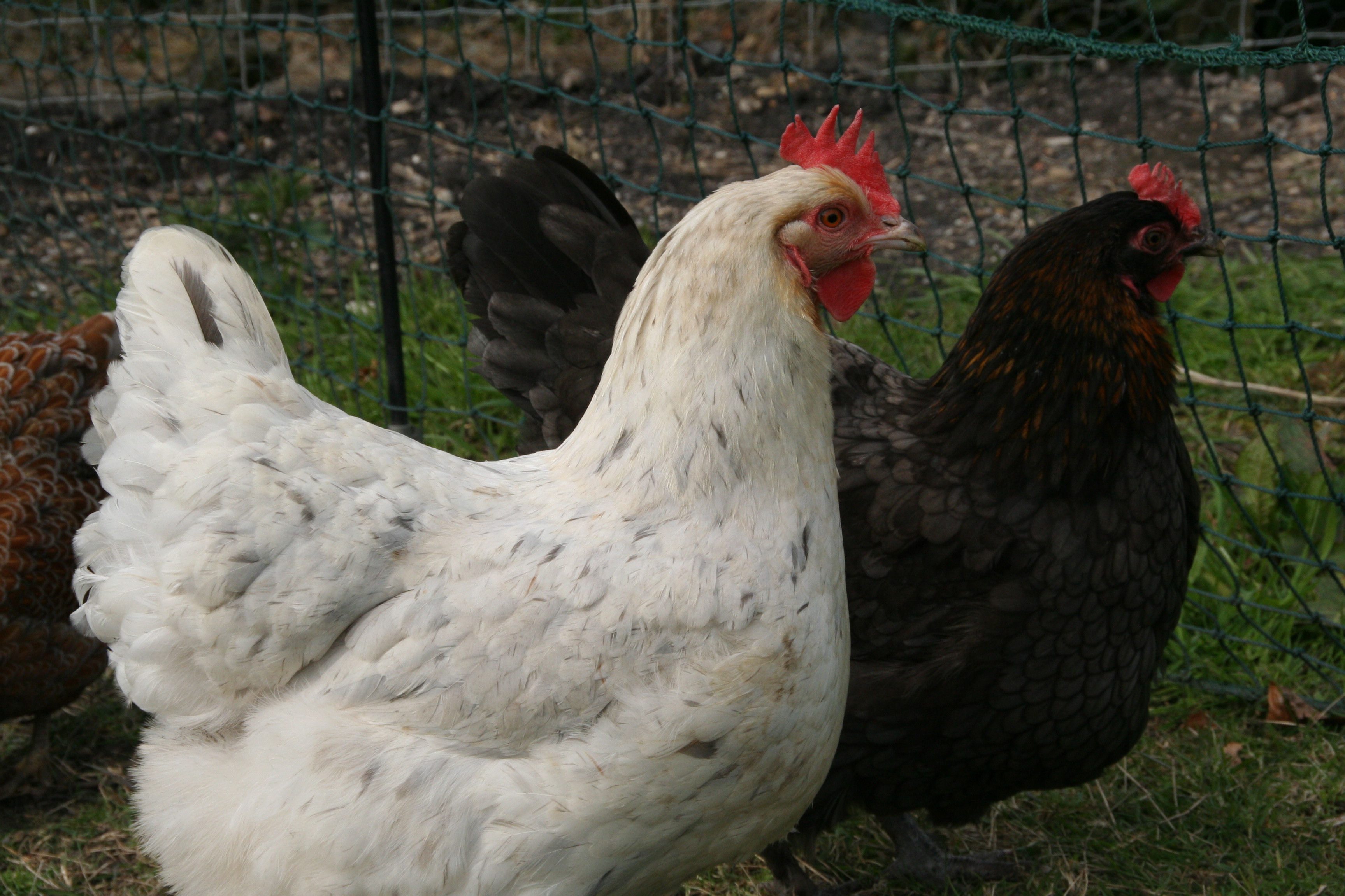 Poule de Marans For Sale | Poules | Informations sur les races | Omlet